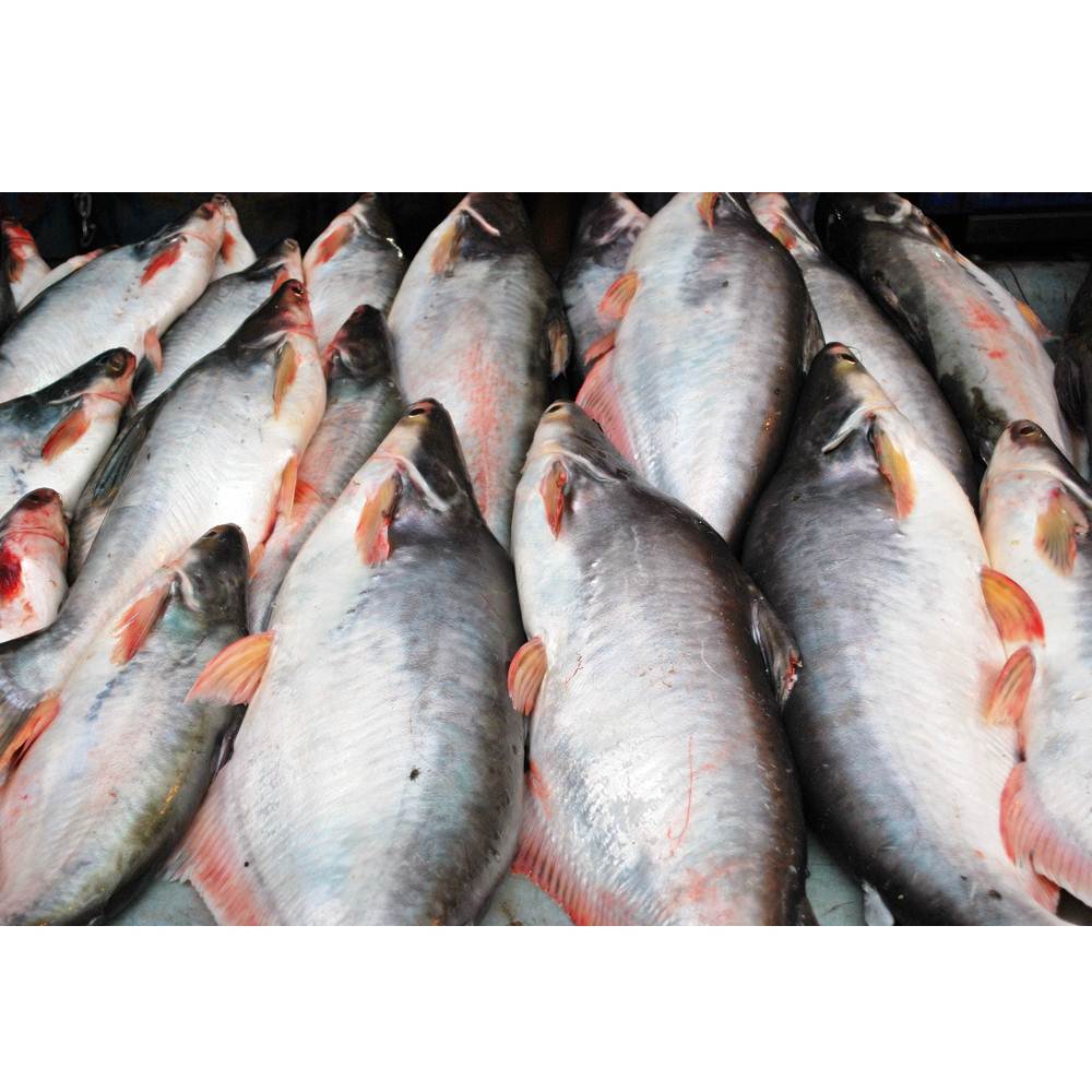 Srinidhi Feeds - Premium Quality Fish Feed